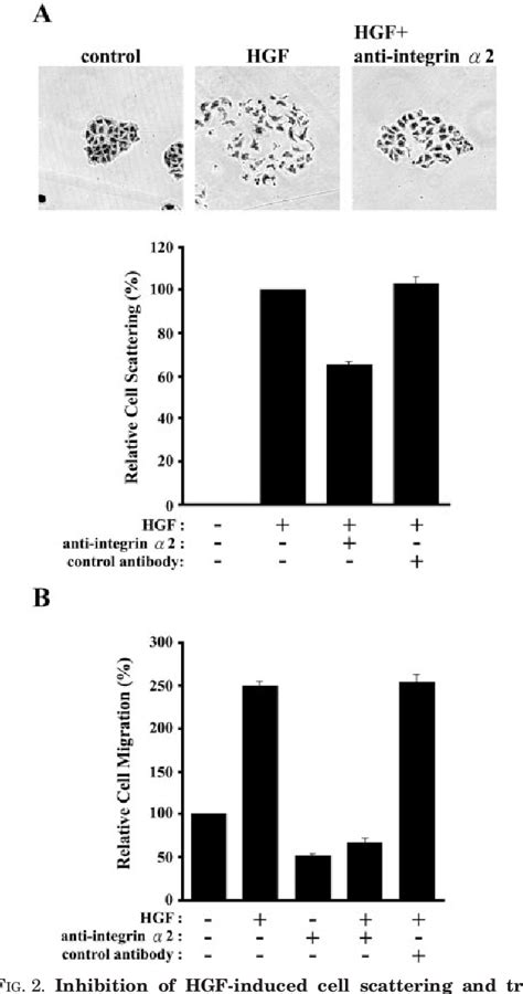 Figure 2 From Sustained Activation Of Extracellular Signal Regulated Kinase Stimulated By