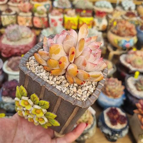 성영의 색감이 환상이에요사랑스런 백장미다크오팔다육이 Youtube