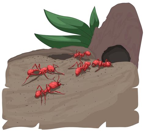 Premium Vector Ants Walking Towards Anthill