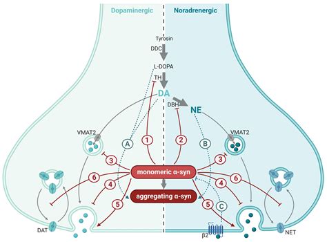 From Synaptic Physiology To Synaptic Pathology The Enigma Of α Synuclein