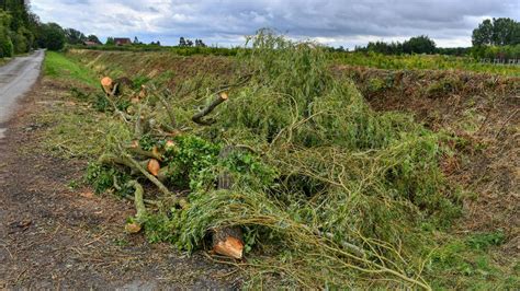 I Came Home To Find Tree Chopped Down In My Garden Police Are Involved After My Neighbour Took