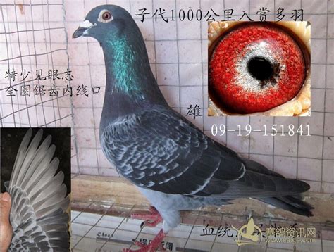 信鸽眼砂图片大全 信鸽眼砂配对图片大全 信鸽紫罗兰鸽眼图片 大山谷图库
