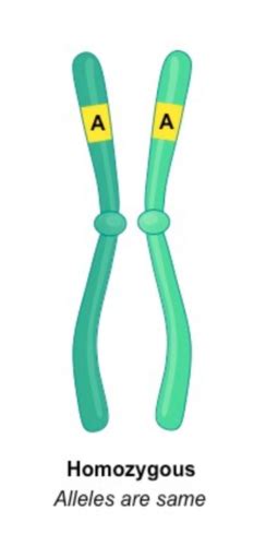 Genetics Flashcards Quizlet
