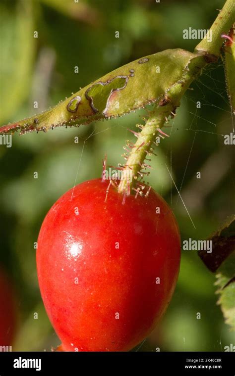 Sweet Briar Rosa Rubiginosa Sweet Briar Hips On Bush Showing Sticky Blobs On Gland Hairs