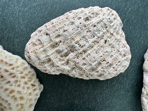 Ocean Brain Coral Fossil Stone 8pcs Natural Fossilized Coral Rock Reef South Florida Coastal