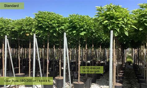Dwarf Indian Bean Tree Uk