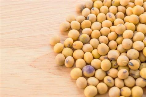 روش نگهداری صحیح سویا که همه خانم ها باید بدانند