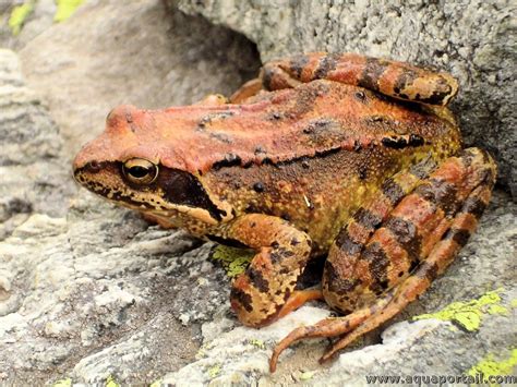 Imágenes De Ranas Arbóreas Rojas Ranas De árbol Verdes Fotos De