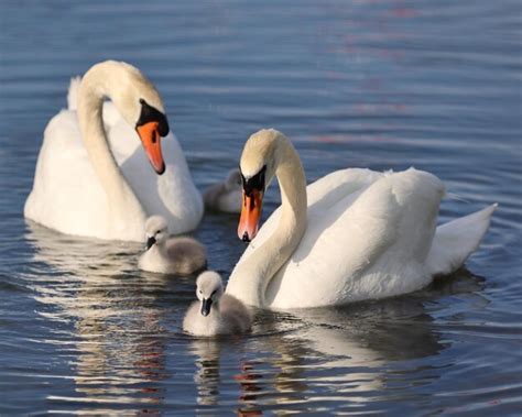 Premium Photo Swans Swimming In Lake