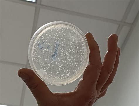 Genomic Editing Experiment Of Non Pathogenic E Coli Strain With Crispr