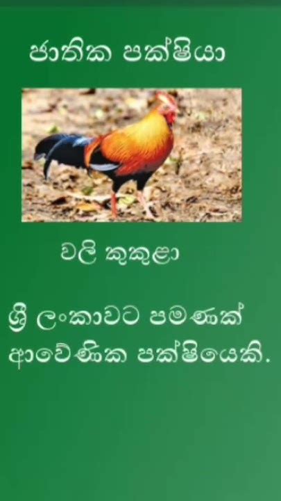 ජාතික සත්වයා ජාතික සංකේත Youtube