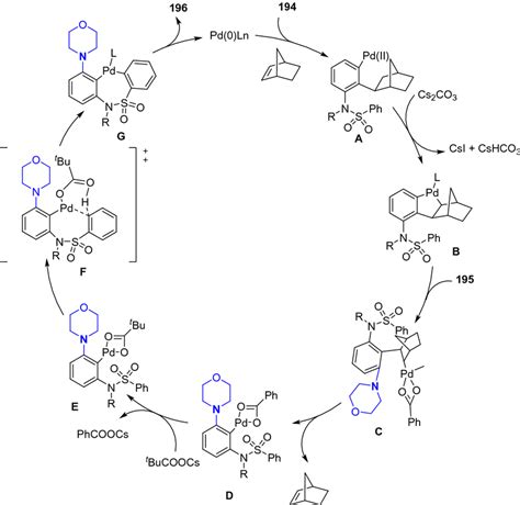 The Possible Catalytic Cycle For Ortho C H Amination And Ipso Arylation