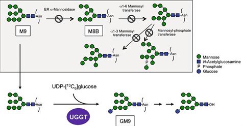 Characterization Of Dynamic Conformations Of Oligosaccharides Creative Biostructure