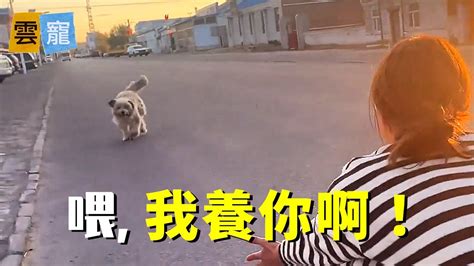 女子試著和一隻流浪狗打招呼，沒想到它竟然真的跑過來了！ Youtube