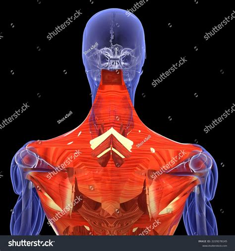 Types Muscles Human Body 3d Illustration Stock Illustration 2229278145