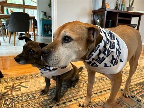 Jessica Mcbride Phd On Linkedin Uconngives