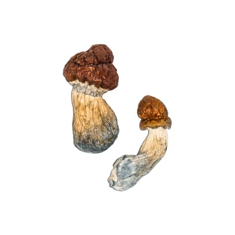 Blue Pulaski Magic Mushrooms Buy Online Canada