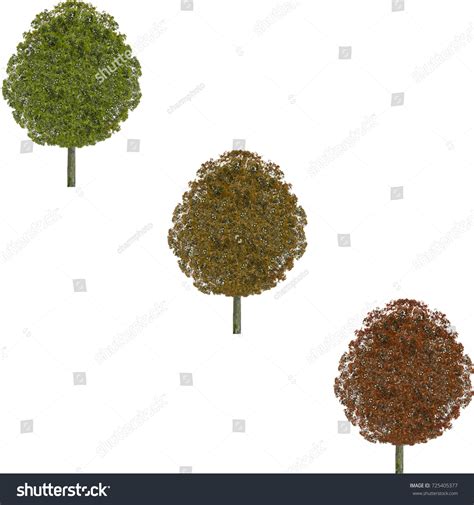 Stages Color Change Tree During Autumn Stock Photo Shutterstock