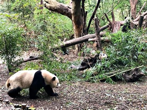 Visiting The Chengdu Research Base Of Giant Panda Breeding Solitary