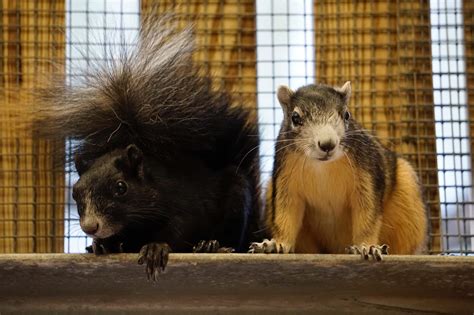 A Rare Sight Returns To The Wild The Big Cypress Fox Squirrel