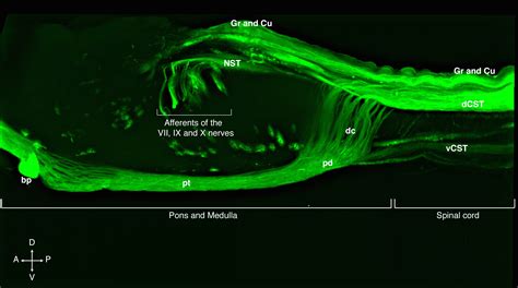 Light Sheet Fluorescence Microscopy