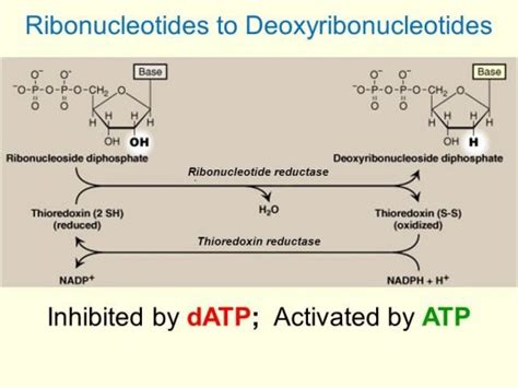 Biosynthesis Of Deoxyribonucleotides At Cellular Levels