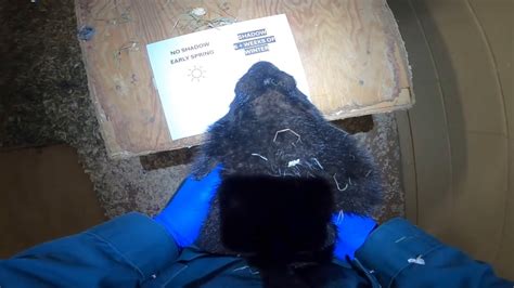 Six More Weeks Of Winter Mt Washington Marmot Says Ladysmith