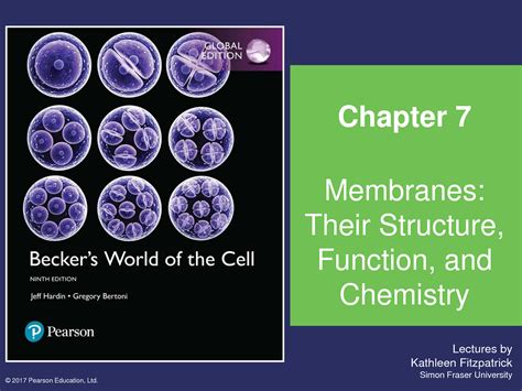 SOLUTION Chapter 7 Membrane Structure Studypool