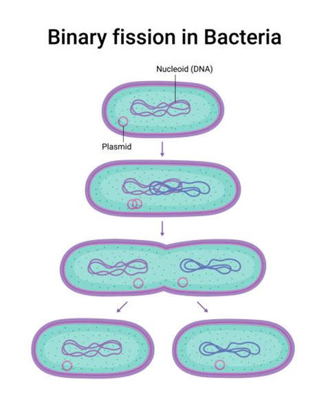 Binary Fission In Bacteria Binary Fission Aqa A Level Biology