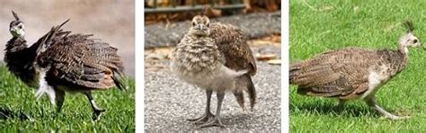 Chim C Ng N G K Thu T Nu I Mua U Gi Bao Nhi U