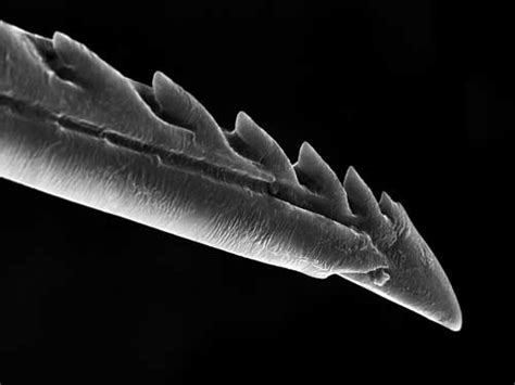 Stings Wings And Hairy Eyes Honeybee Close Ups New Scientist