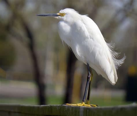 Snowy Egret Bird Shorebird Free Photo On Pixabay Pixabay