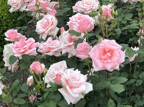 장미 써머레이디summer Lady품종 In 2024