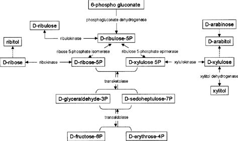 Ribose 5 Phosphate