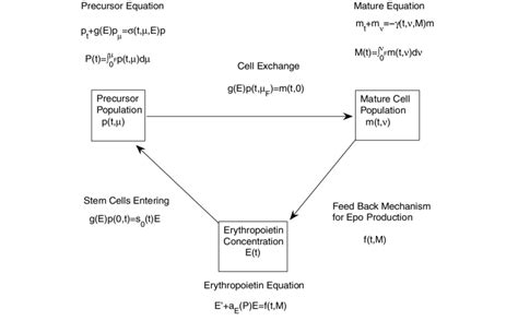 Schematic Of The Erythropoiesis Model Download Scientific Diagram