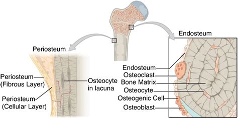 66 Bone Tissue Medicine Libretexts