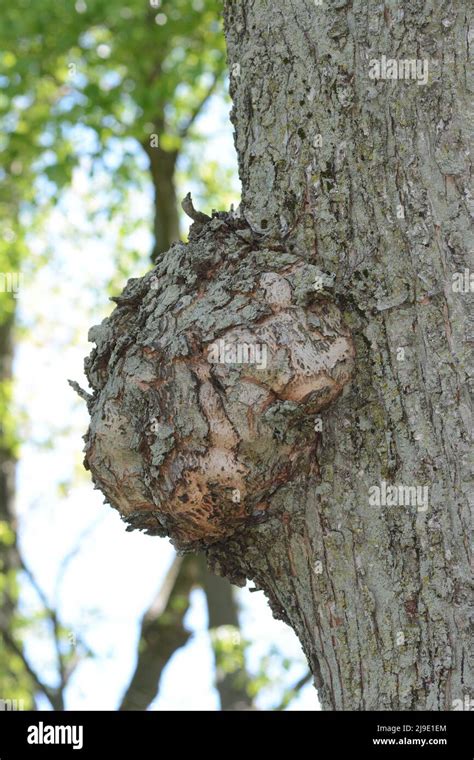 Tree Bulbous Trunk Hi Res Stock Photography And Images Alamy