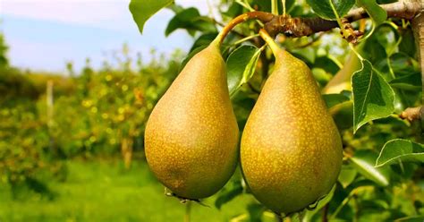 How To Grow Fruiting Pear Trees Gardeners Path
