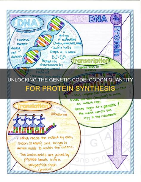 Unlocking The Genetic Code Codon Quantity For Protein Synthesis Medshun
