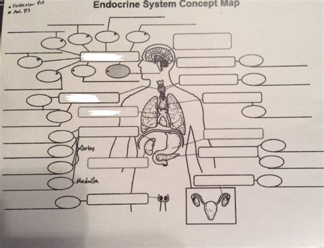 Endocrine Chart 1 Diagram Quizlet