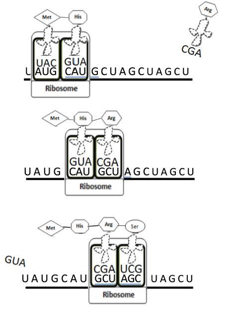 decoding dna worksheet