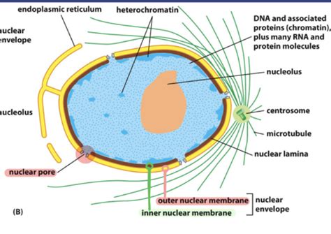 Biol4004 Chapter 4 Dna Chromosomes And Genomes Flashcards Quizlet
