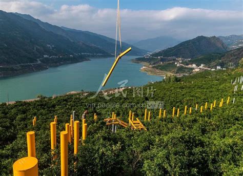 湖北秭归：脐橙园里观光廊道建设忙 人民图片网
