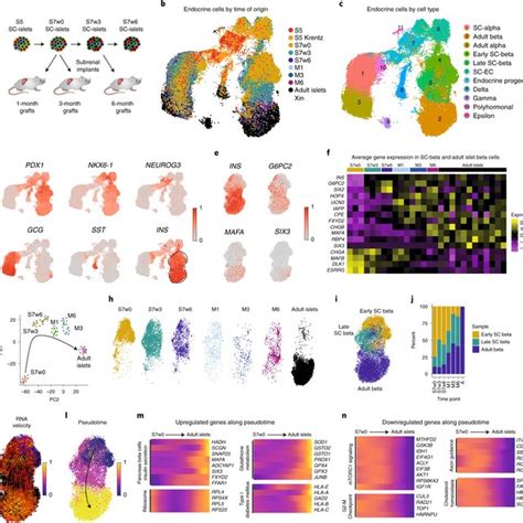 Transcriptional Maturation Of Stem Cell Derived Beta Cells A Mature
