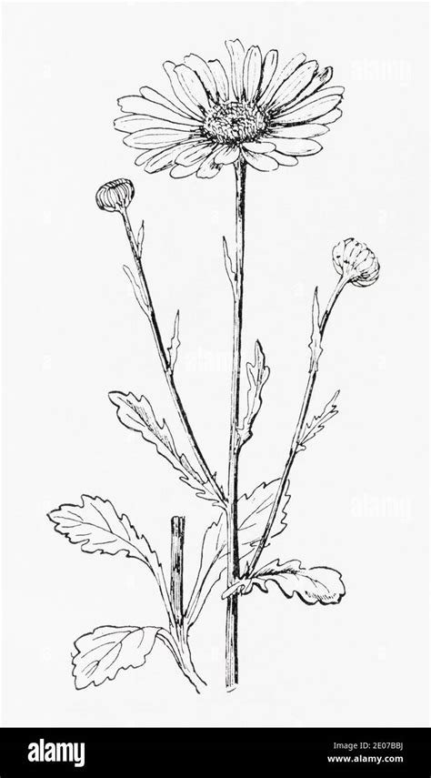 Leucanthemum Vulgare Drawing