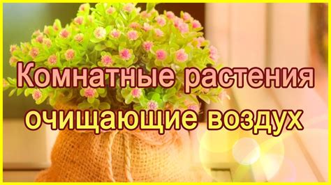 10 комнатных растений которые должны быть в каждом доме Растения очищающие воздух Youtube