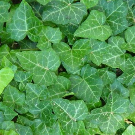 Hedera Helix English Ivy