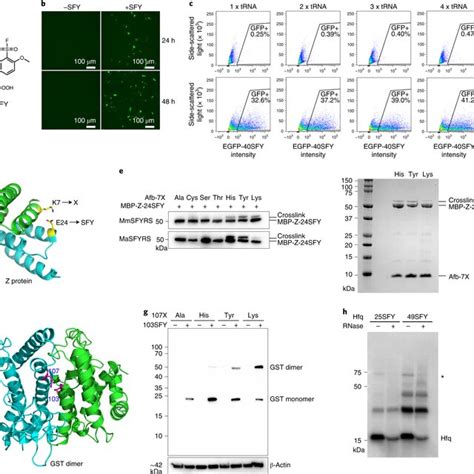 Genetically Encoding Sfy Allows Crosslinking Of His Tyr And Lys