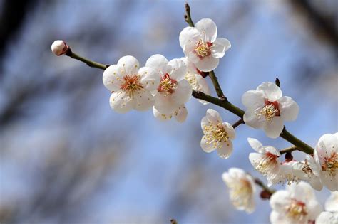 Plum Blossoms Flowers Spring Free Photo On Pixabay
