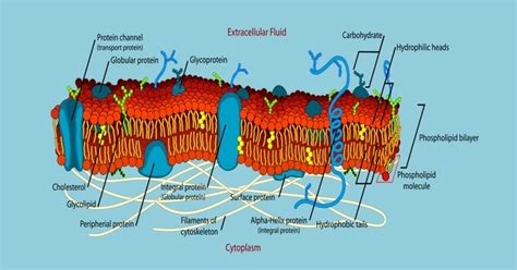 Pengertian Membran Sel Struktur Sifat Dan Fungsinya Viena Ku